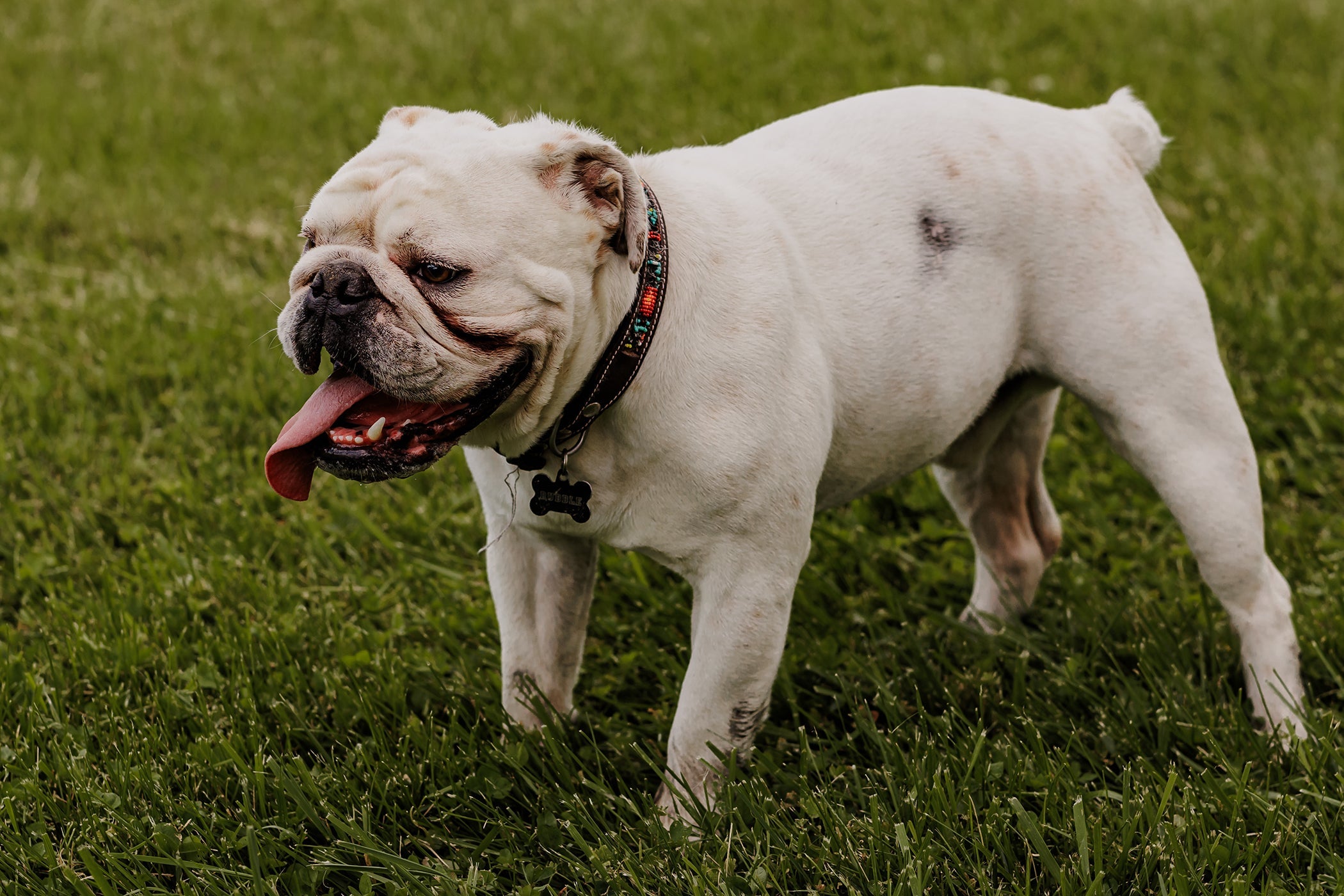 Small Animal – Pistol Lilly Ranch